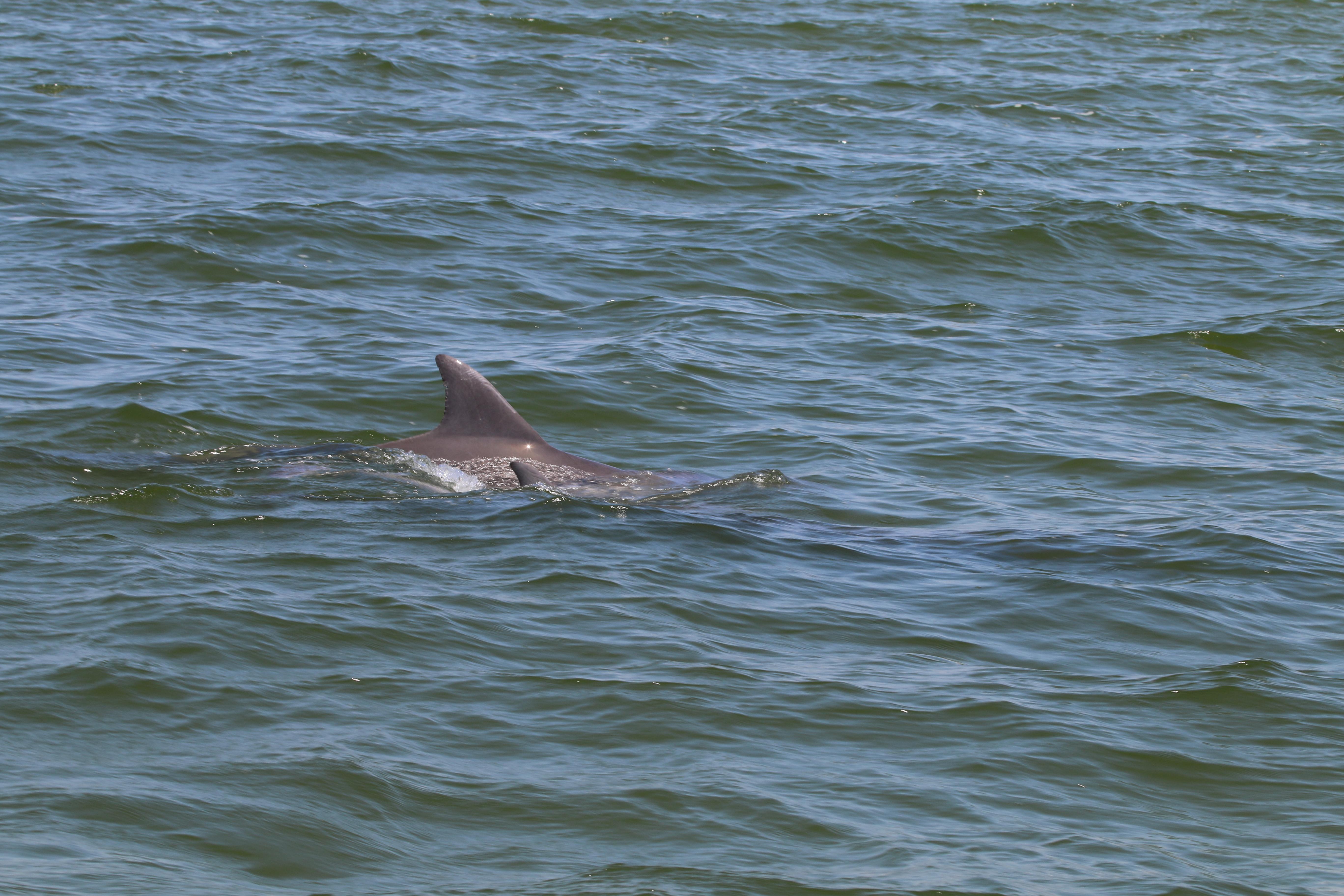 Lesion Detection Uncropped Object Detection Dataset By Pcdp New