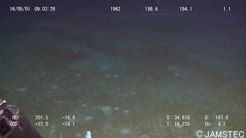 Underwater_raw Object Detection Dataset and Pre-Trained Model by mourishkanna