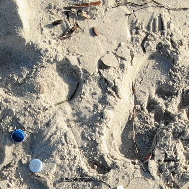 Globaledataset Instance Segmentation Dataset And Pre Trained Model By