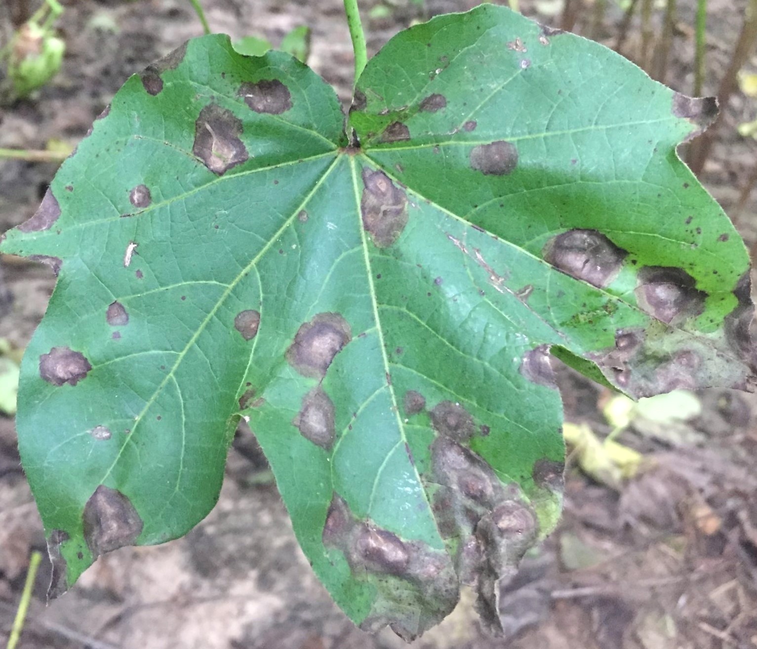 Cotton Classification Model by ApisInaturalist11