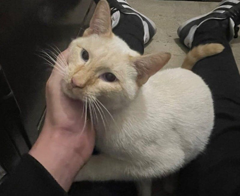 pets Object Detection Dataset by yolodetections