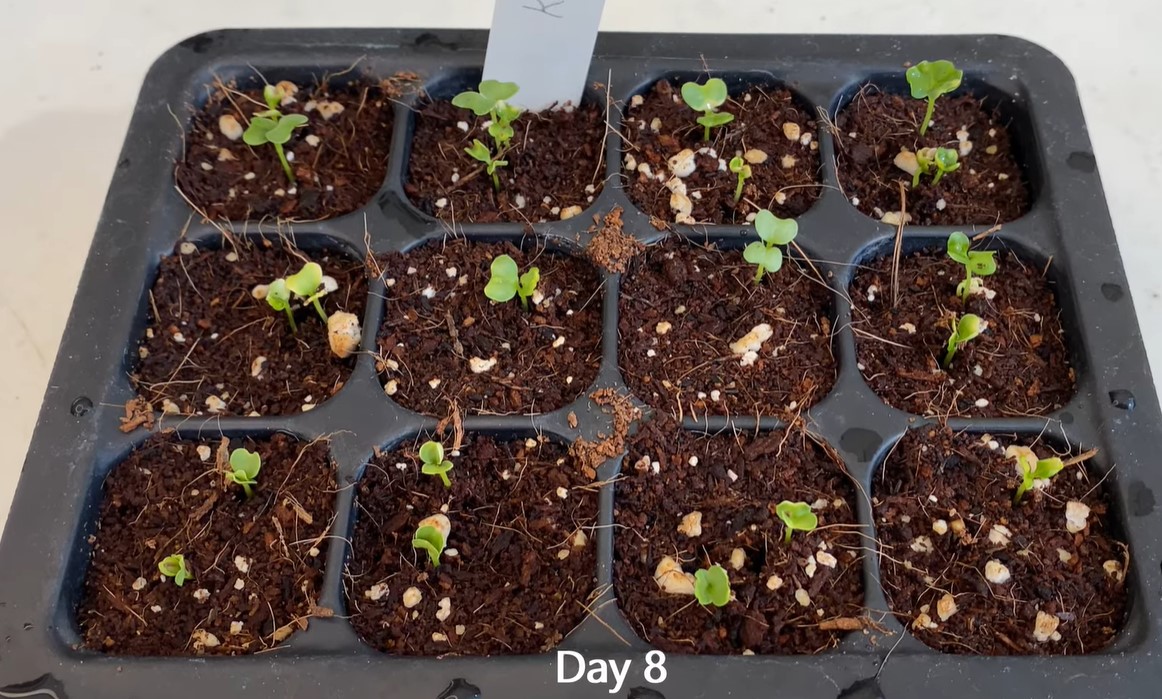 Kale_images Instance Segmentation Dataset by YOLO