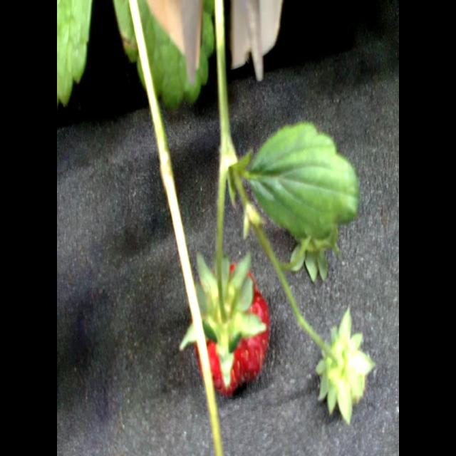 stra Instance Segmentation Dataset by YOLO