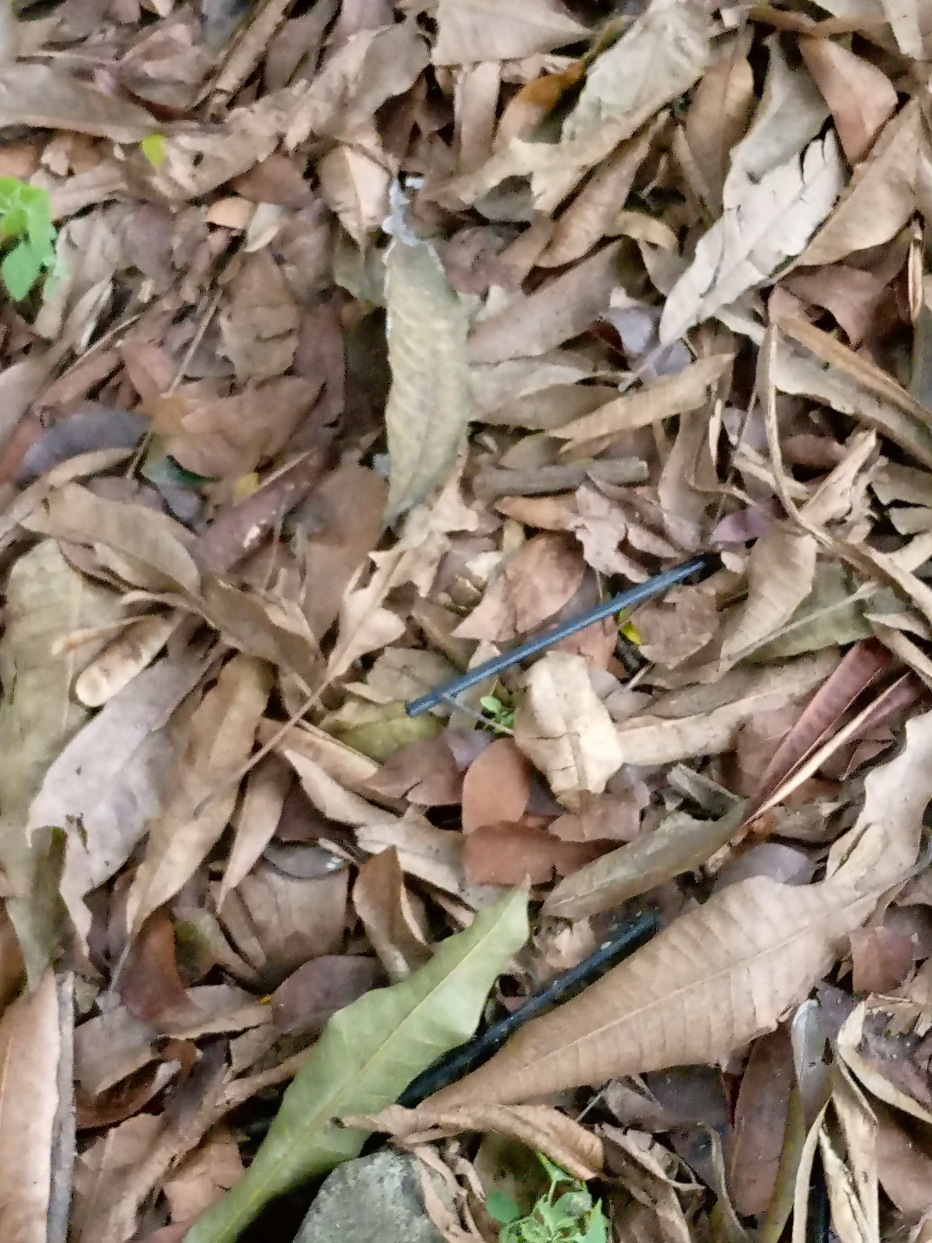 Dr Fish - Roboflow Universe