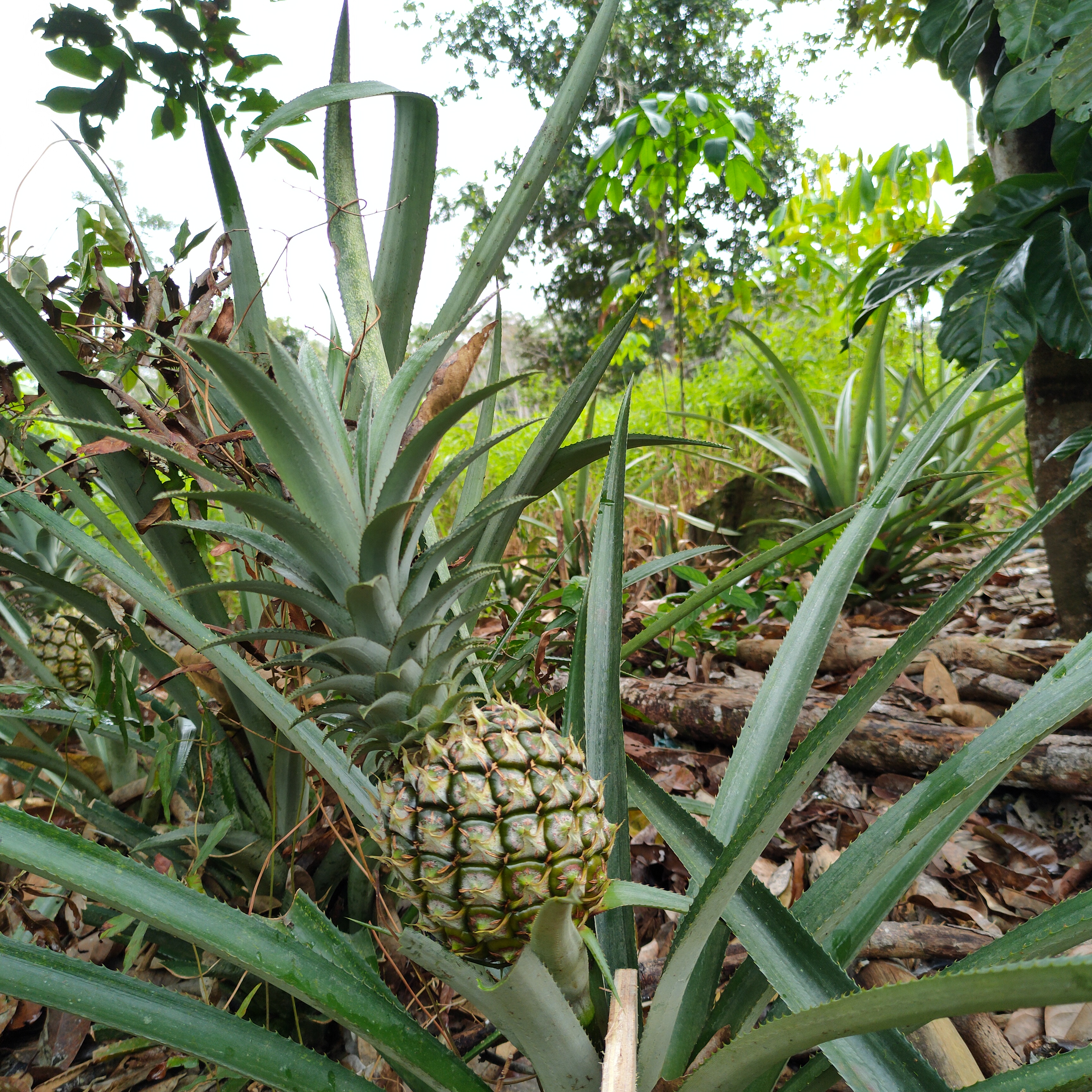 PINEAPPLE-GRADING-MULTI Object Detection Dataset by NANAS