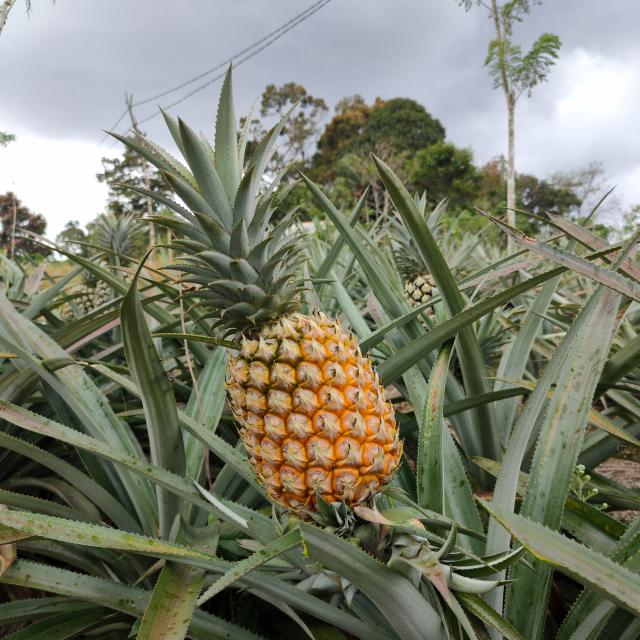 Pineapple Dataset Fix Object Detection Dataset By Nanas