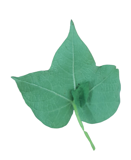 cotton Object Detection Model by serosh