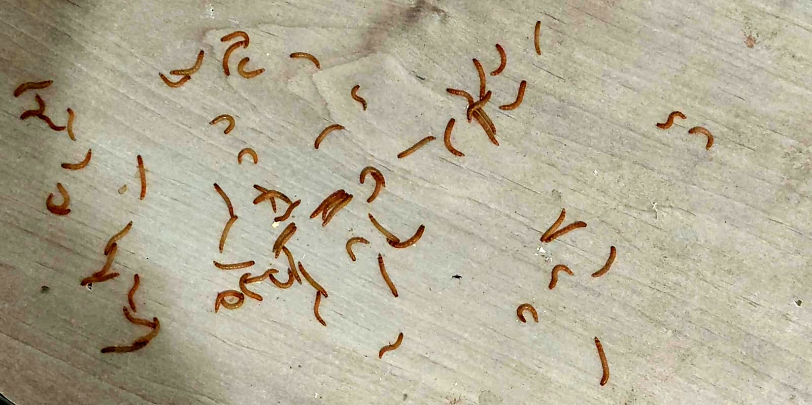 Mealworm dataset - Roboflow Universe