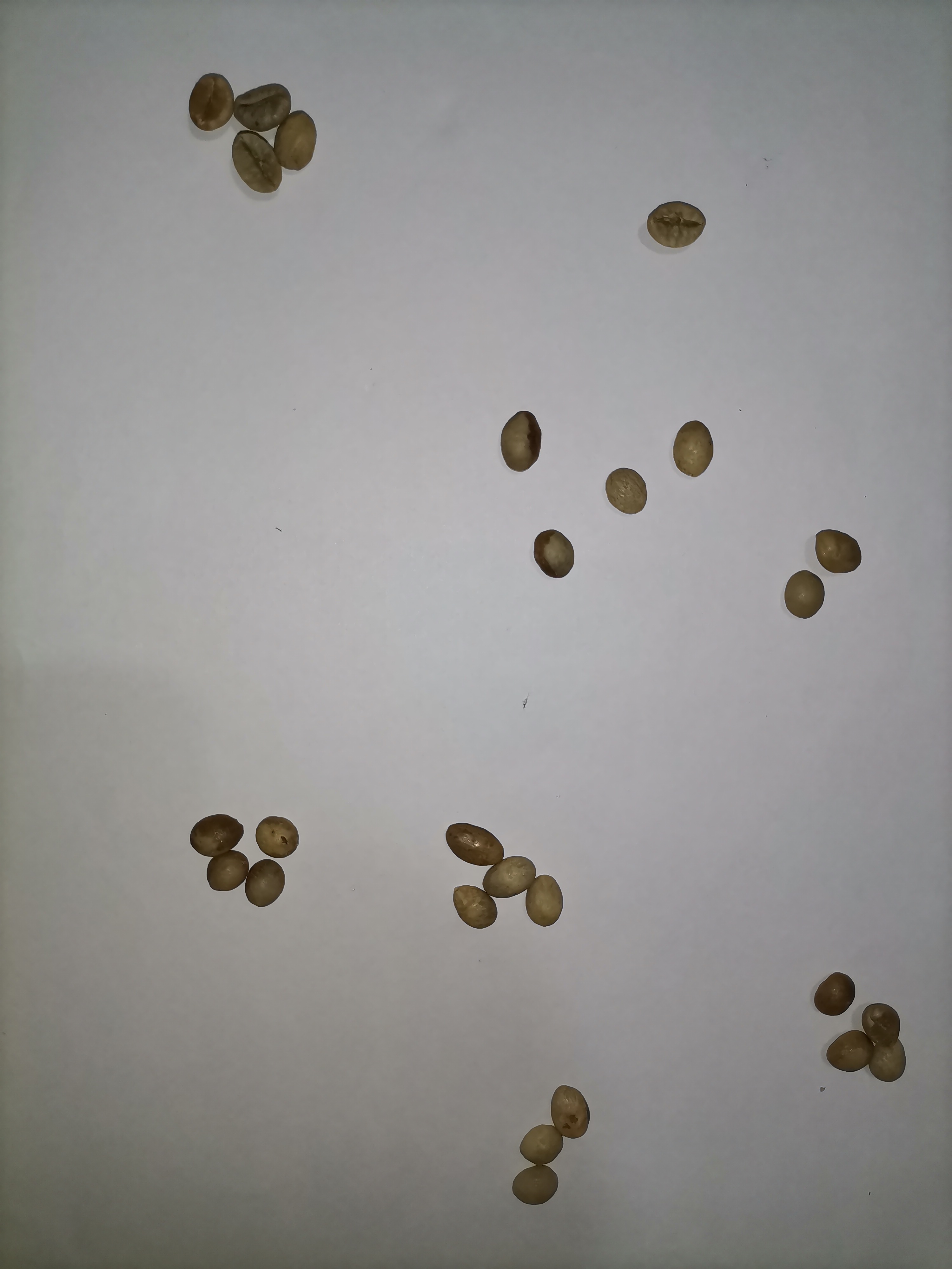 coeffe_beans Object Detection Dataset by surendra