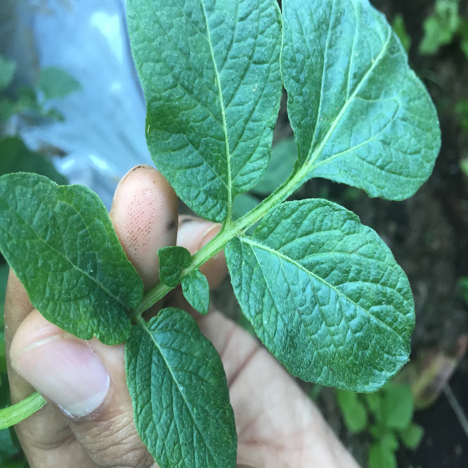 Penyakit Daun Kentang Object Detection Dataset And Pre Trained Model By Kulyah