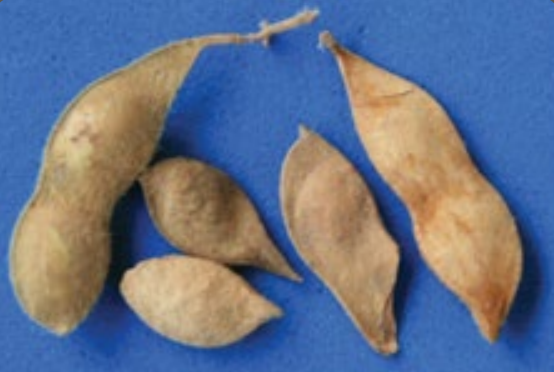 My First Project Object Detection Dataset And Pre Trained Model By Mateus