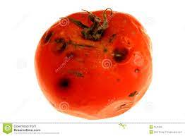 classification rotten tomato Classification Dataset by tomato detector team