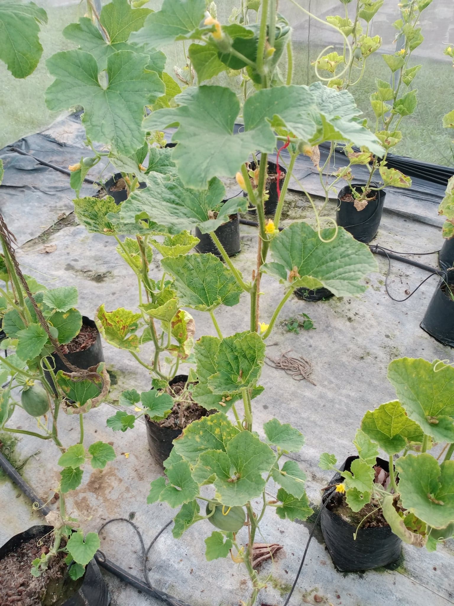 Diseases in melon Classification Model by Aipicturrrre