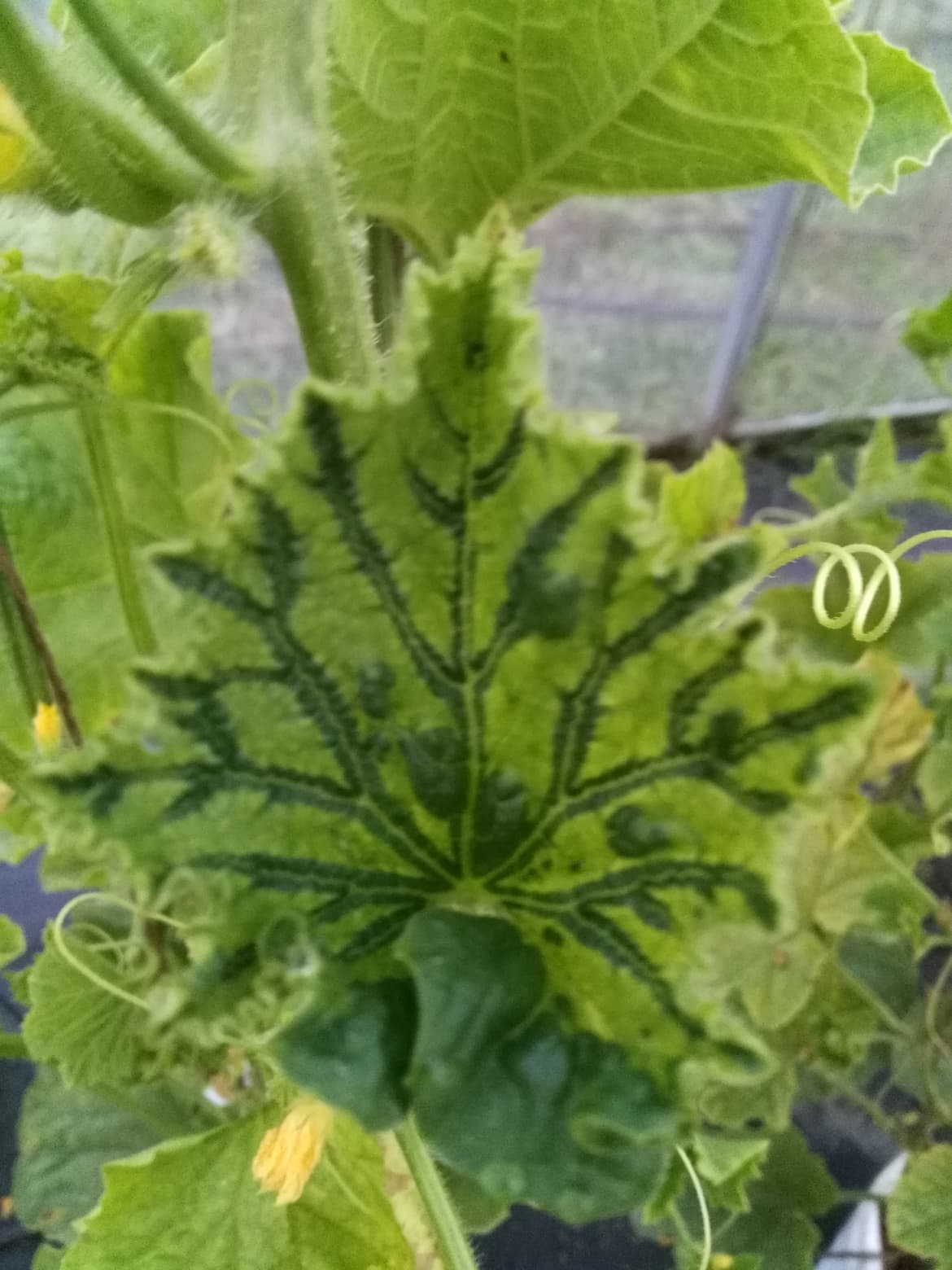 Classification Of Plant Diseases Classification Dataset By Aipicturrrre