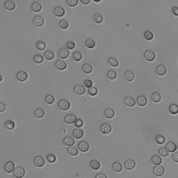 Red Blood Cell Object Detection Dataset by Cell