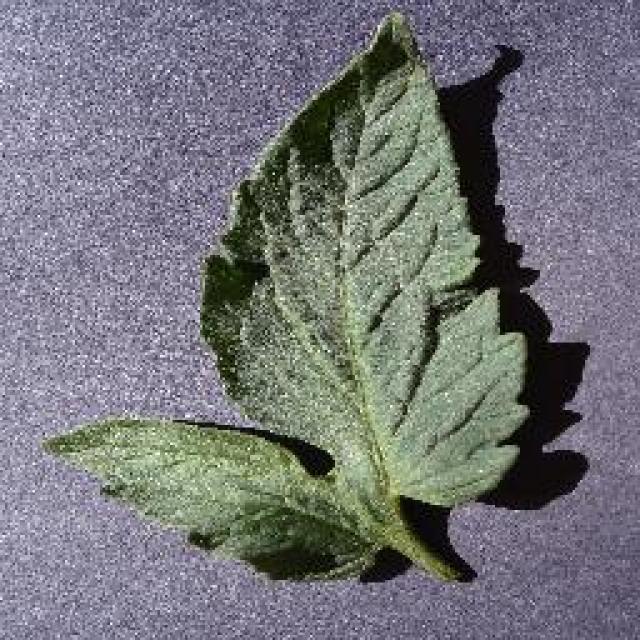 Leaf Instance Segmentation Model by Leaf Disease