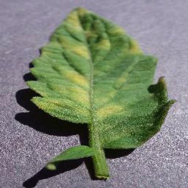 Leaf Disease (leaf-disease-gzllx) - Roboflow Universe
