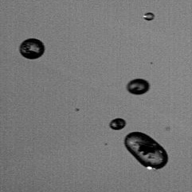 Droplet Detection Object Detection Dataset By Yolomodeltraining