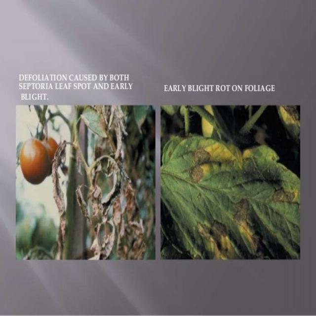 Tomato Leaf Object Detection Model by Plant leaf