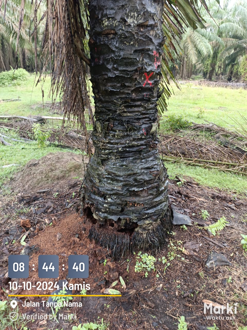 Oil Palm Ganoderma Detection Object Detection Dataset By Ganoderma