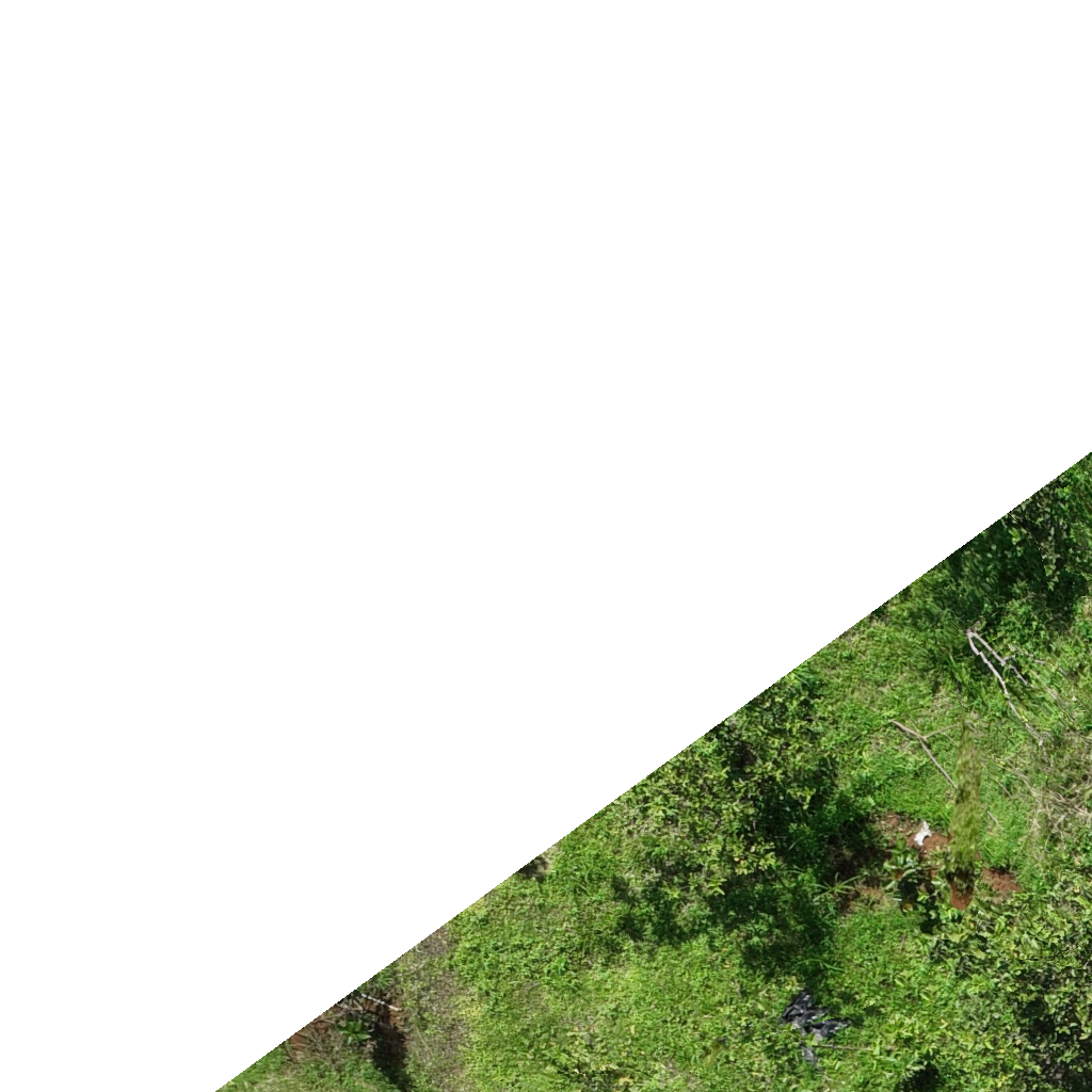 Skripsi Instance Segmentation Dataset by Ganoderma