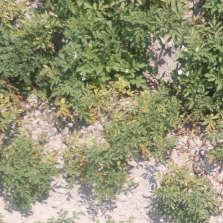 Multispectral Potato Detection Object Detection Dataset And Pre Trained Model By Potatoproject