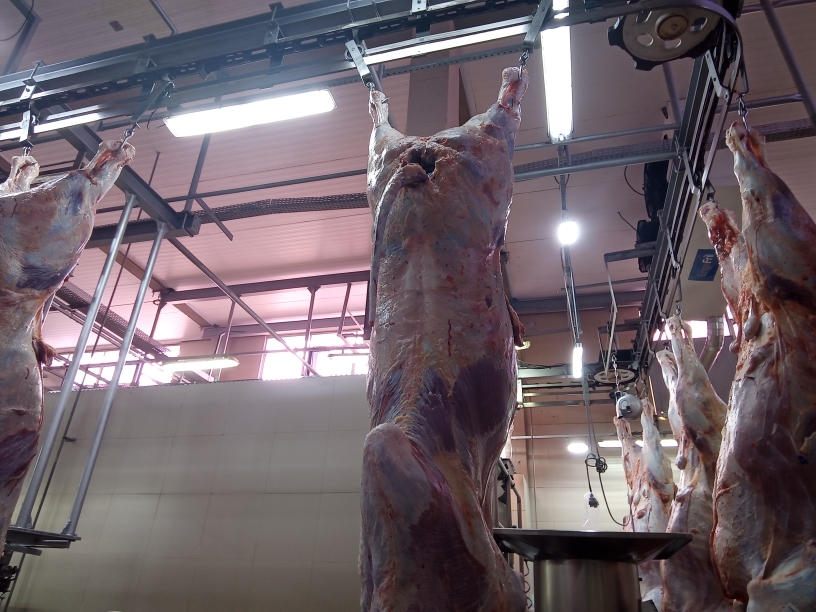 Custom Workflow Object Detection Object Detection Model by yolo12