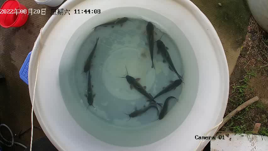 How to Use the fish_vis Instance Segmentation API