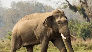 elephant detection Object Detection Dataset and Pre-Trained Model by Gp9 CAO