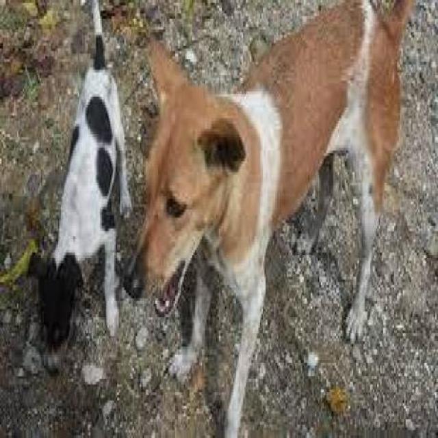 Stray dogs Object Detection Dataset by Collage internship