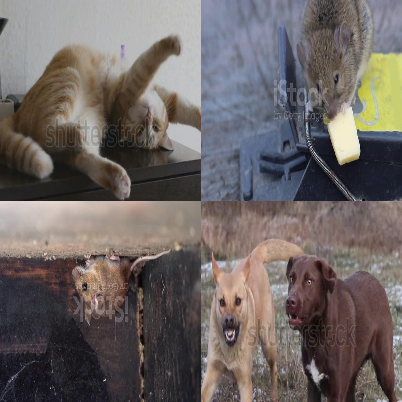 Chicken Object Detection Dataset By Cssc