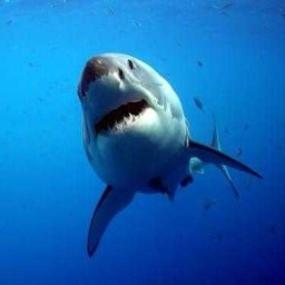 shark Object Detection Dataset by safe