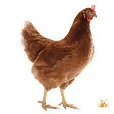 Pure Chicken Breeds Identification Object Detection Model by SLIIT