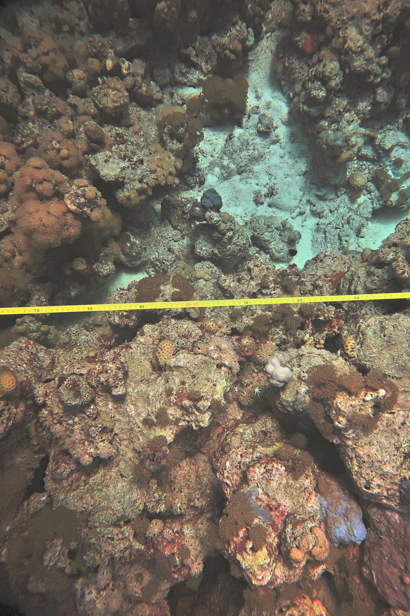 How to Use the CoralReef_Species Object Detection API