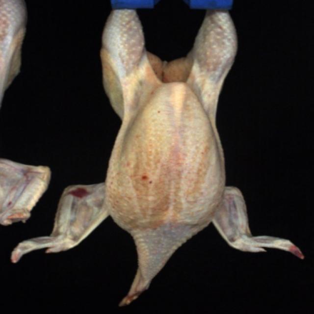 Chicken bruise Instance Segmentation Dataset by aditya sharma