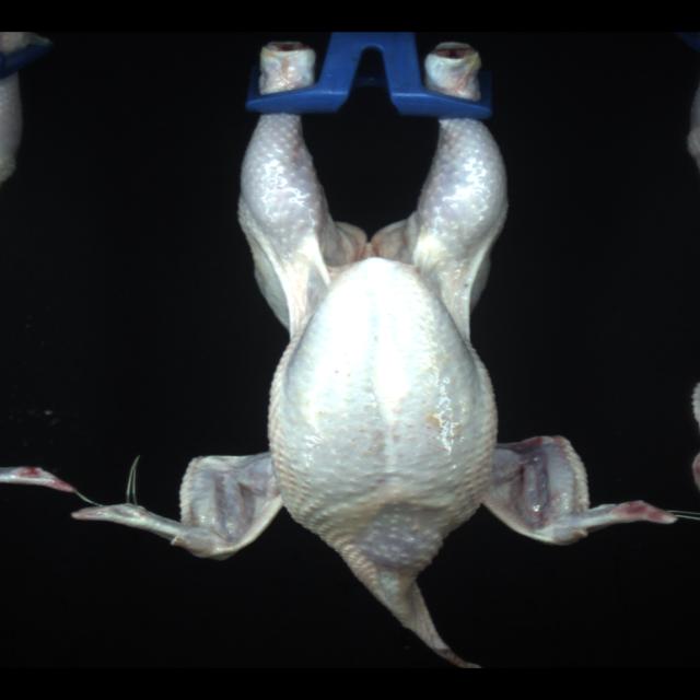 Chicken bruise Object Detection Dataset by aditya sharma