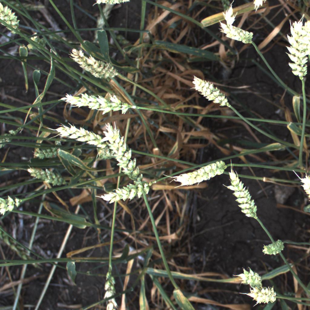 wheat Object Detection Model (v1, wheat) by Inkyu Sa