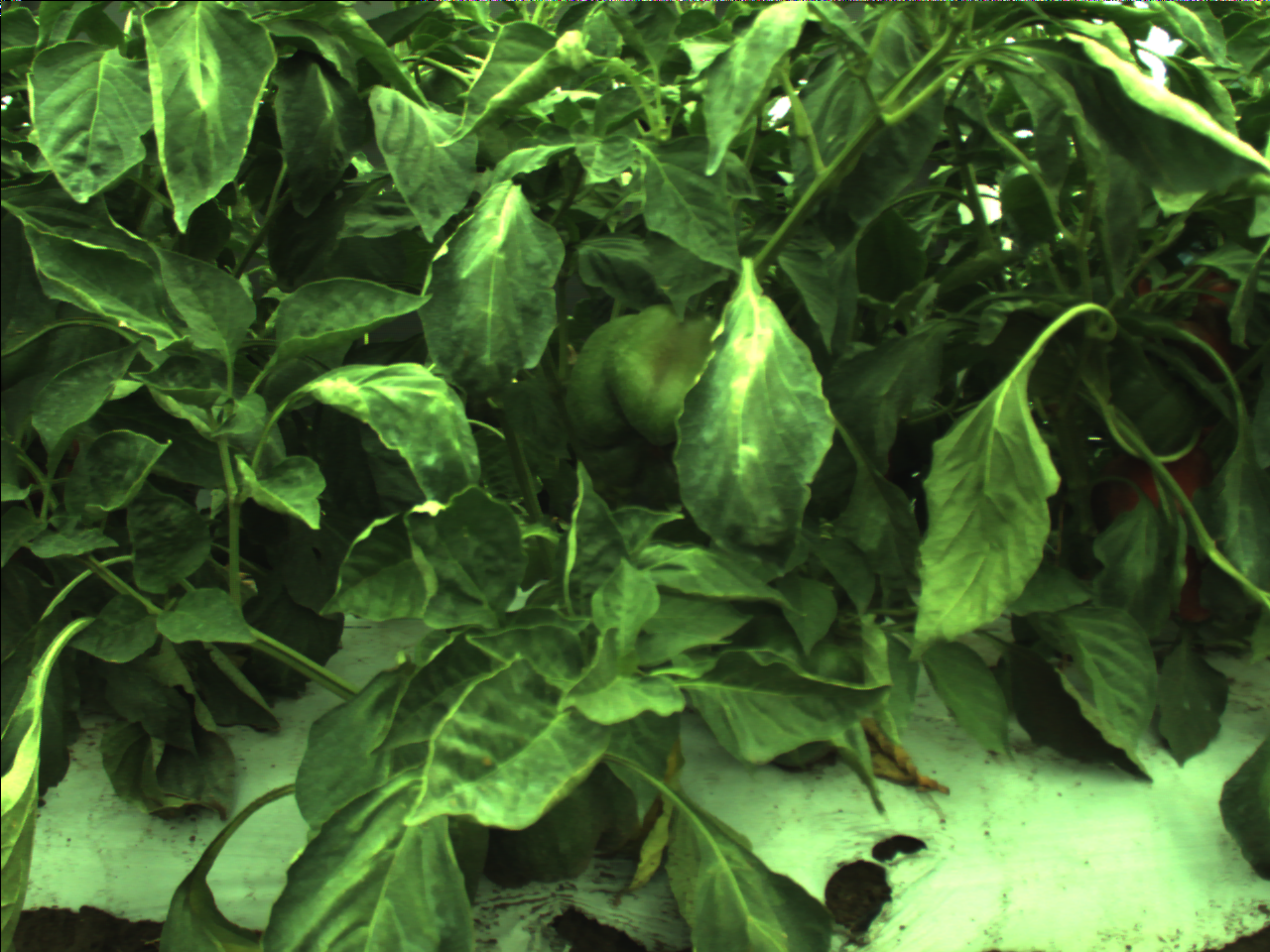 deepNIR capsicum Object Detection Dataset by Inkyu Sa