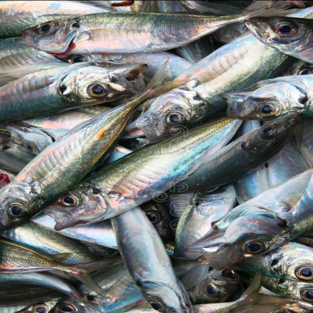 KHU_Intellec_Refrigerator Object Detection Model by CapstoneProject