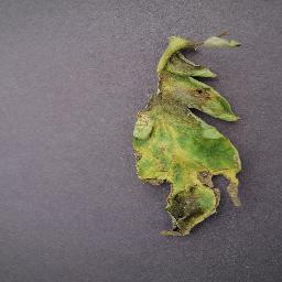 Late Blight detection Instance Segmentation Dataset and Pre-Trained Model by Biotech Project