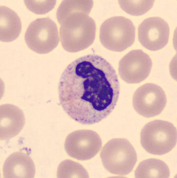 WBC Object Detection Model by HaNoi University of science and technology