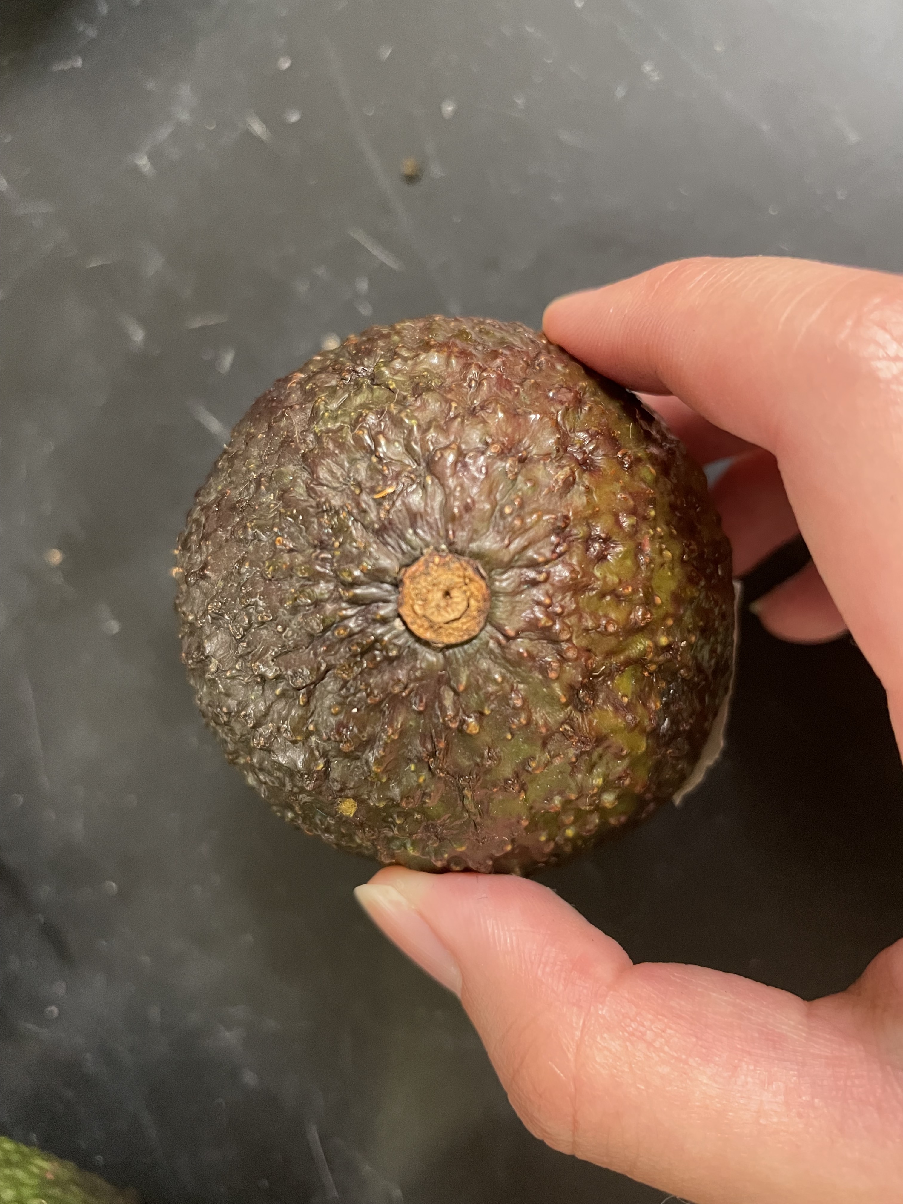 Destructive Avocado Img Cropping Object Detection Model by nus