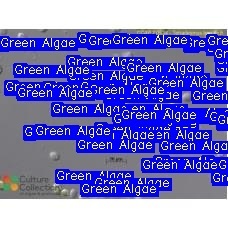Algae Object Detection Model by Ahmed Altunkaya