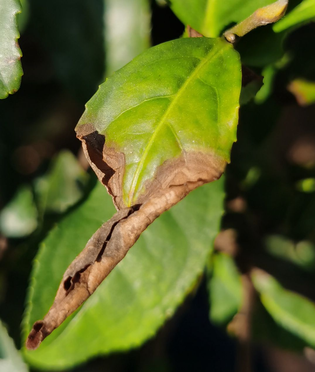 tea Instance Segmentation Dataset by Aheng