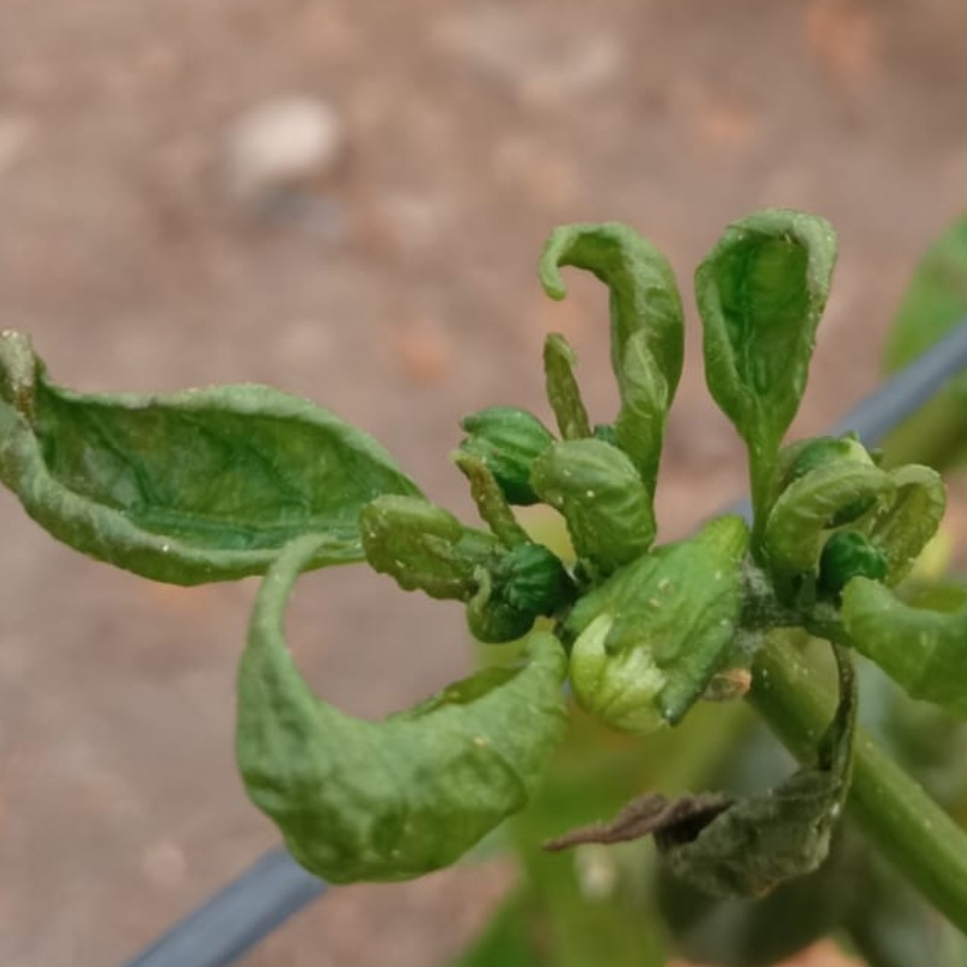 train final Instance Segmentation Dataset by proyecto 1