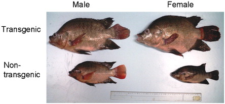 Tilapia Object Detection Dataset by Tilapia