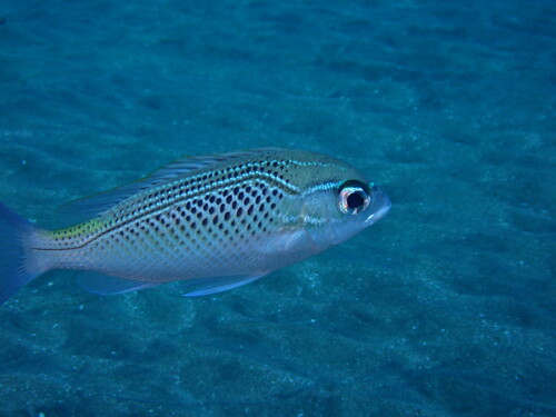 Arabian-monocle-bream Object Detection Dataset by Arabianmonoclebream