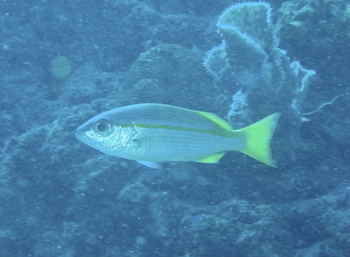 Big-eye snapper Object Detection Dataset by Arabianmonoclebream