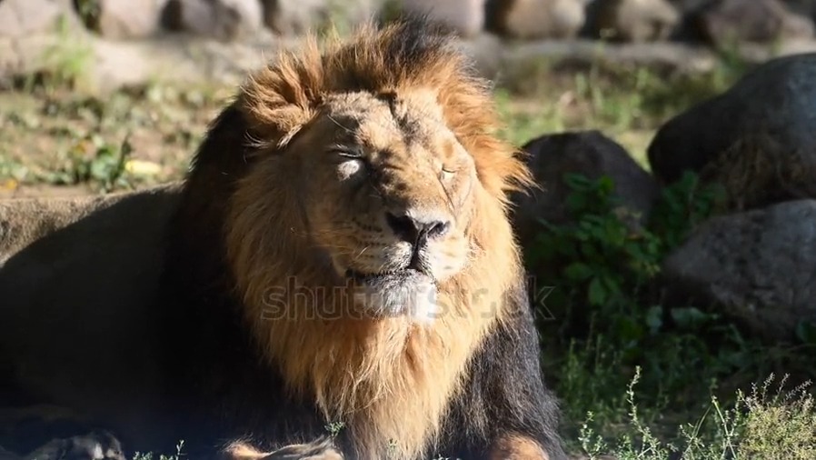 Lion Object Detection Dataset by Zinna