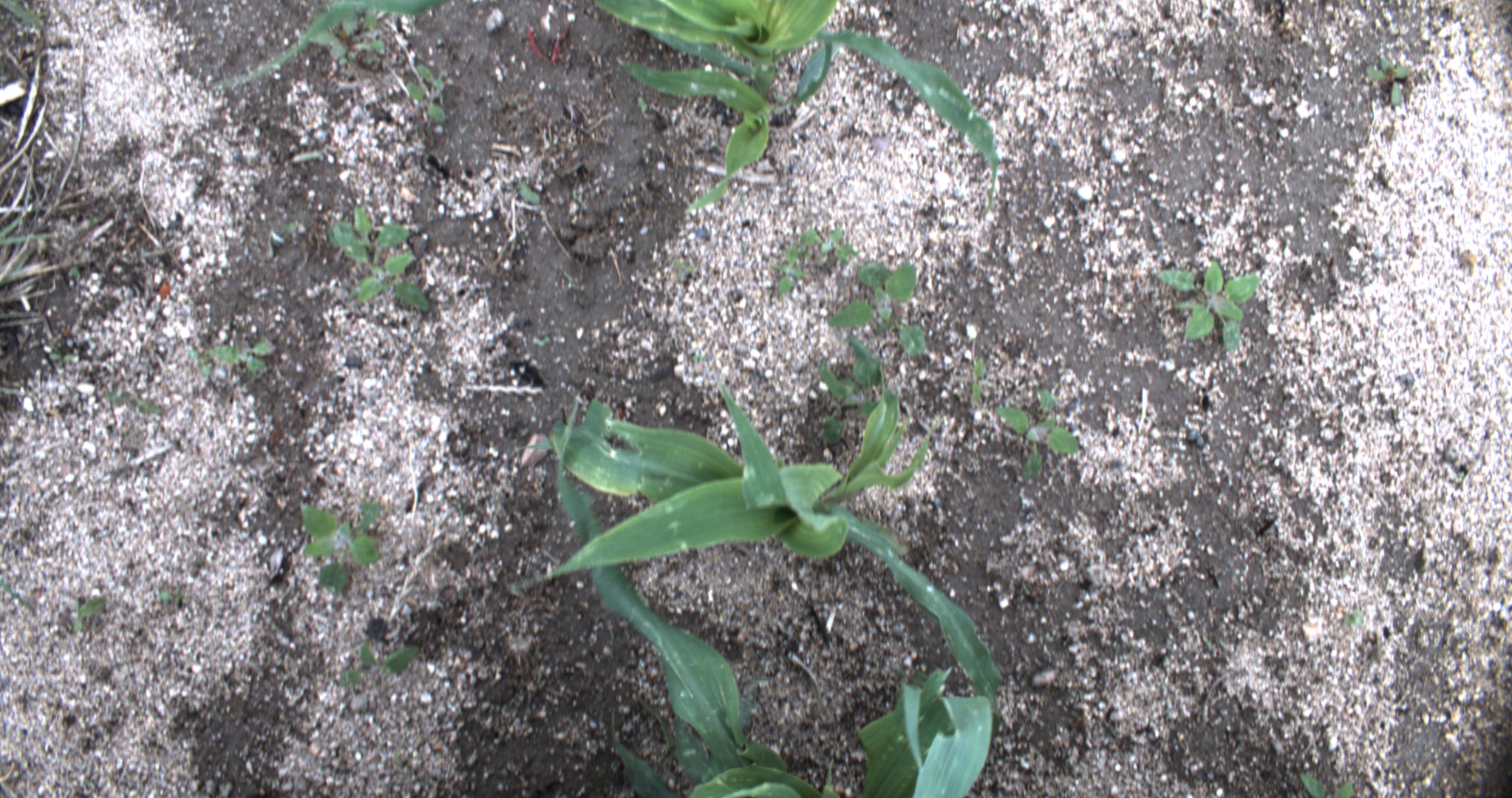 Crop and Weed Identifier Object Detection Dataset by WorkSpacer